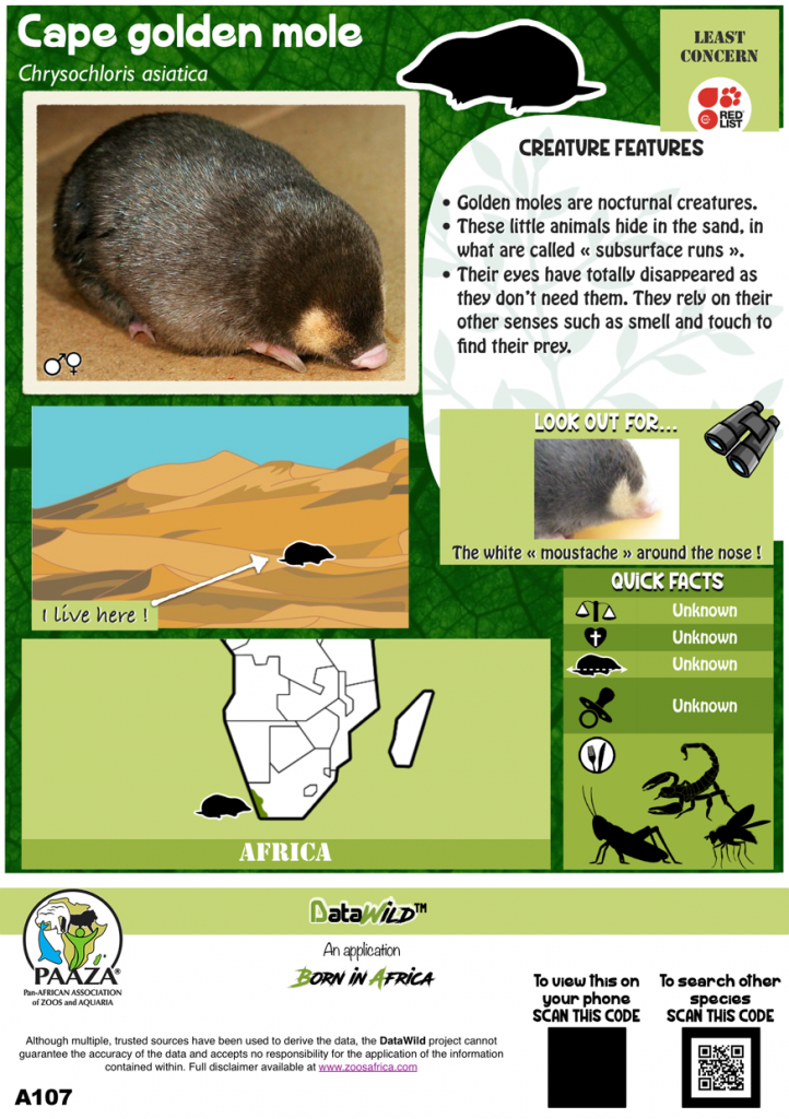 Cape Golden Mole – Chrysochloris asiatica – DataWild